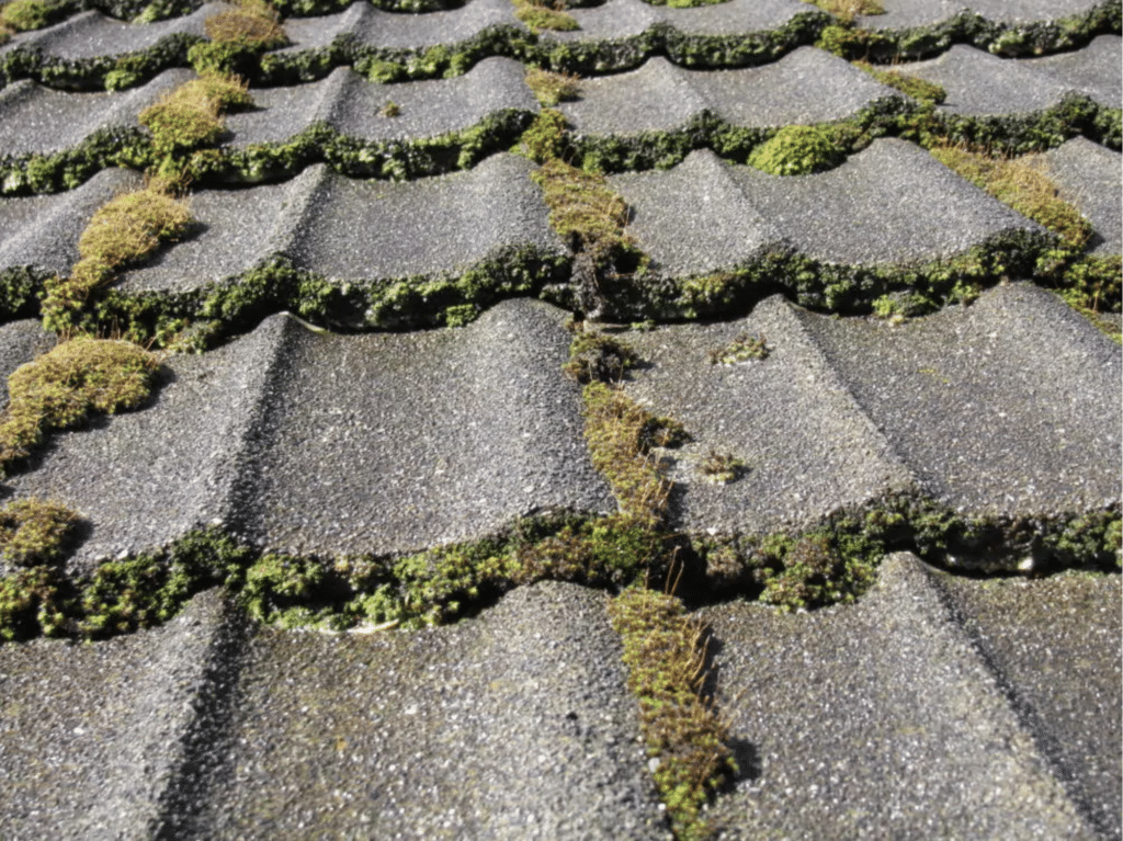 Professional Moss and Lichen Removal Services - Pure Services