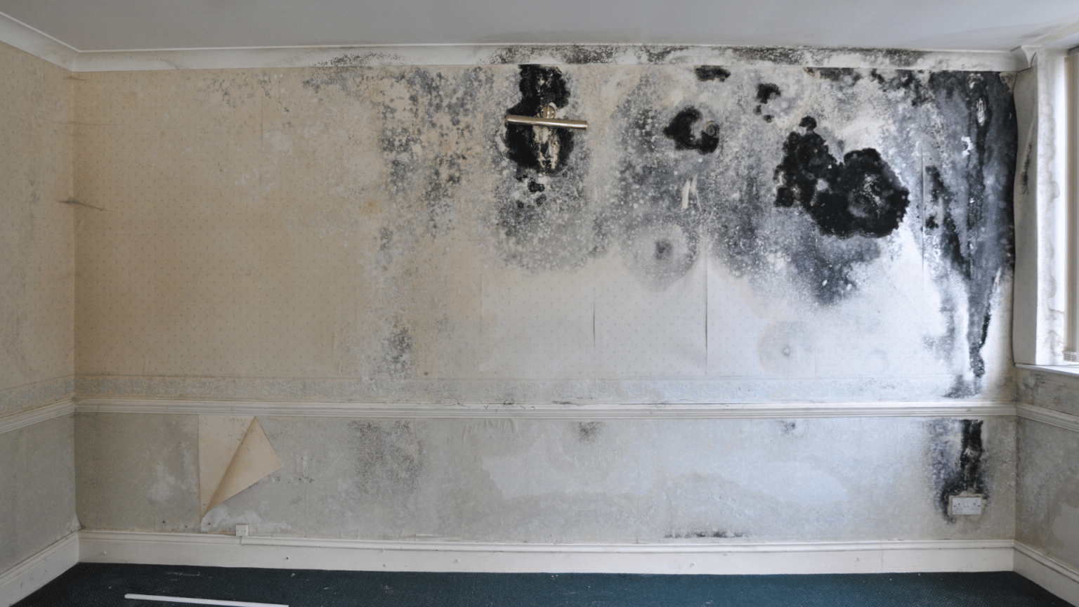 Combating Mould in Commercial Properties: A Guide for Property Owners ...